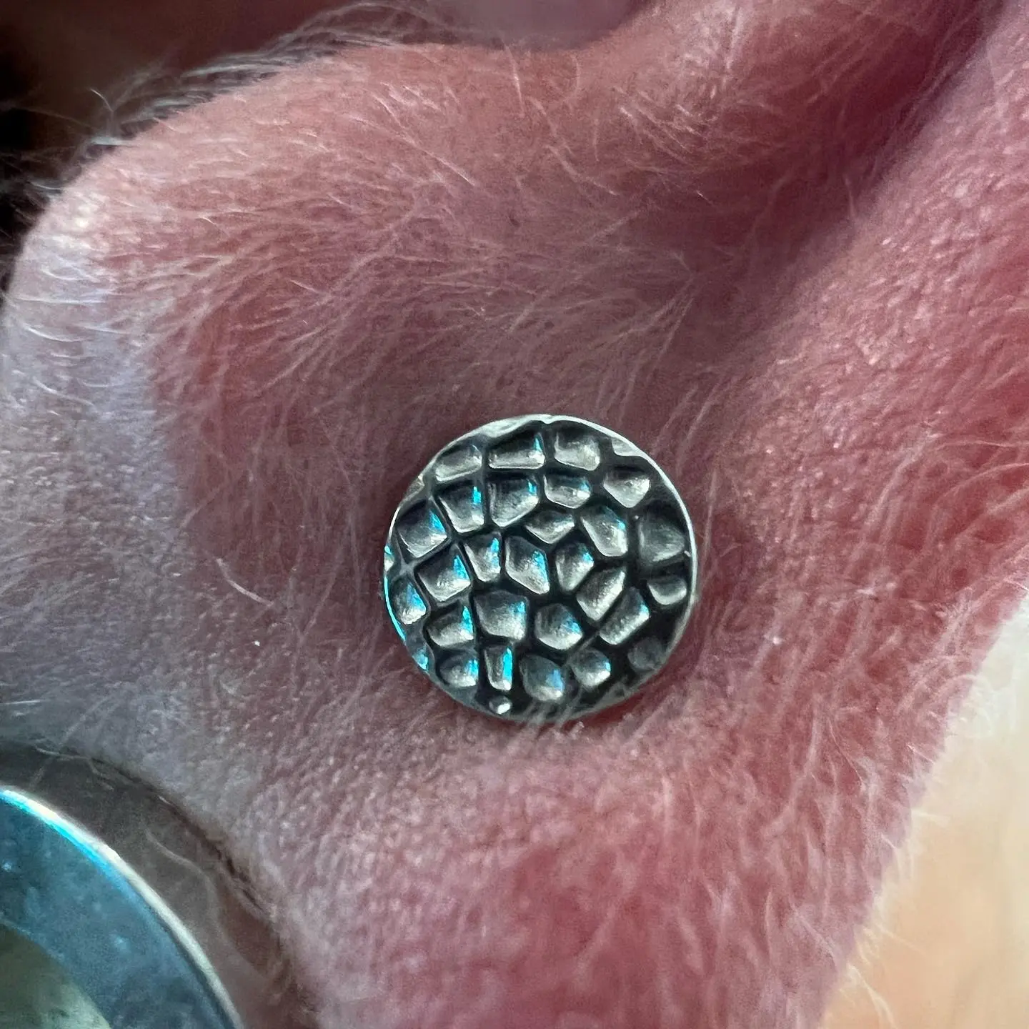 Piercings de titanio